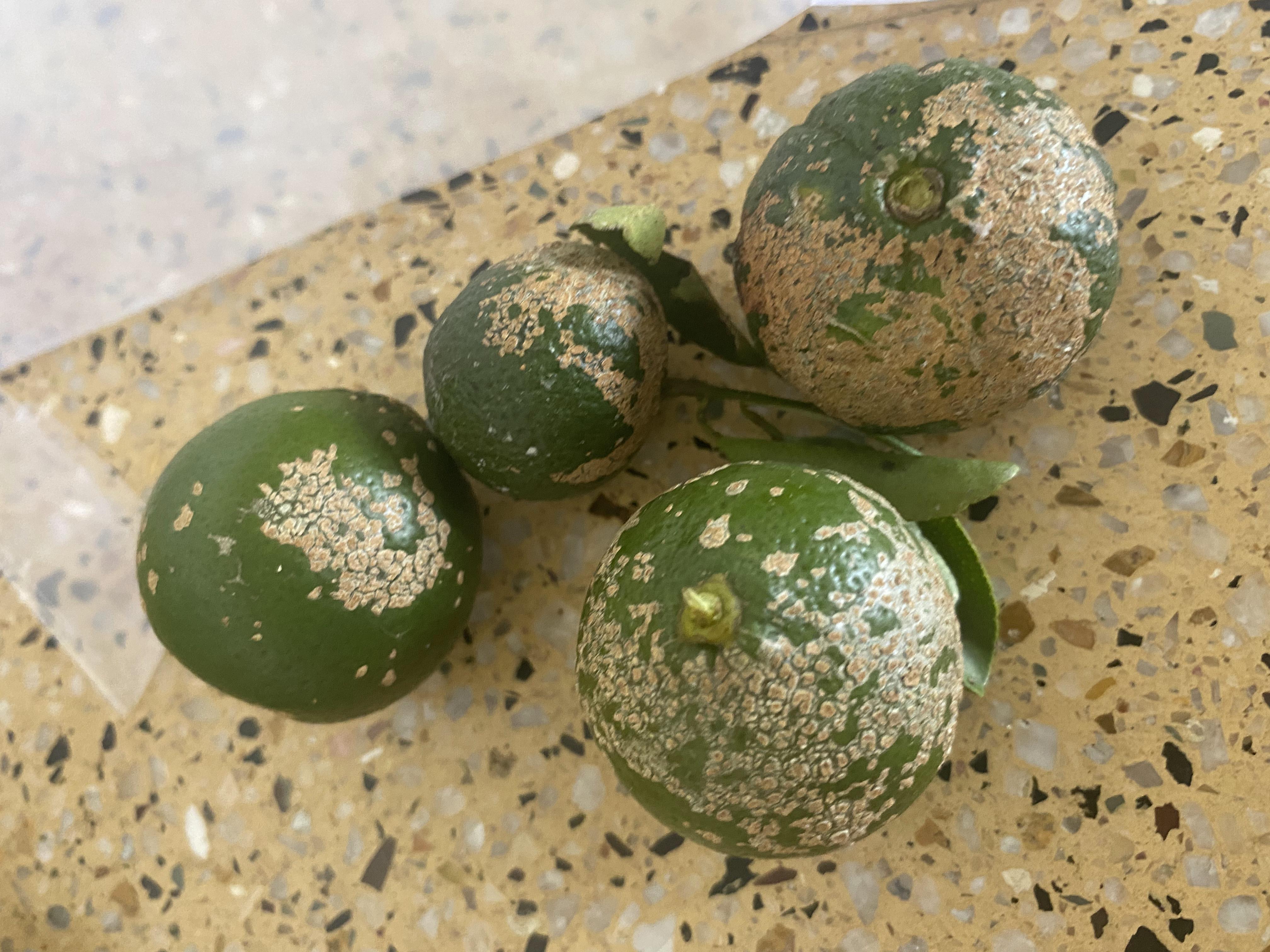 Canker Fruit Object Detection Dataset And Pre Trained Model By Wasana
