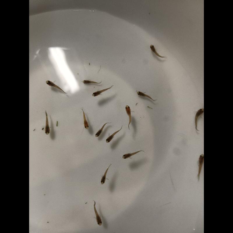 little-fish-2 Instance Segmentation Dataset by mei