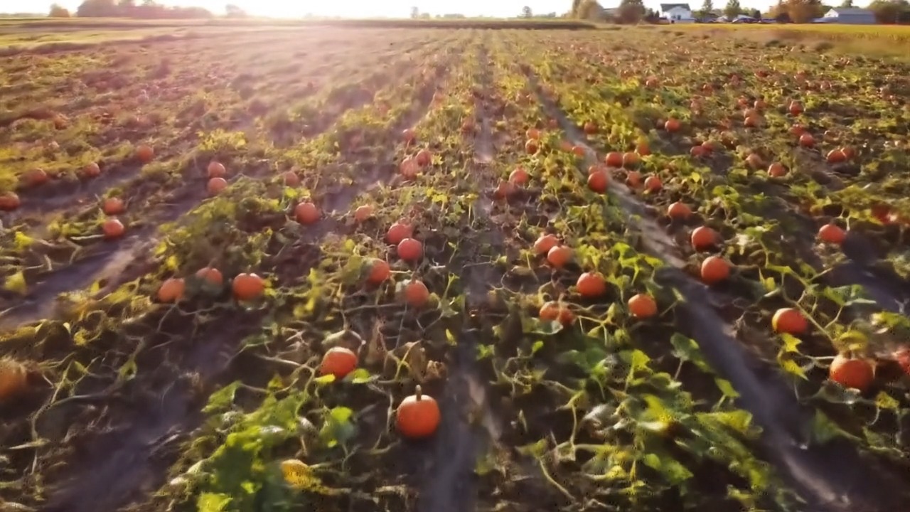 Pumpkin_yolo Object Detection Dataset by mkhai