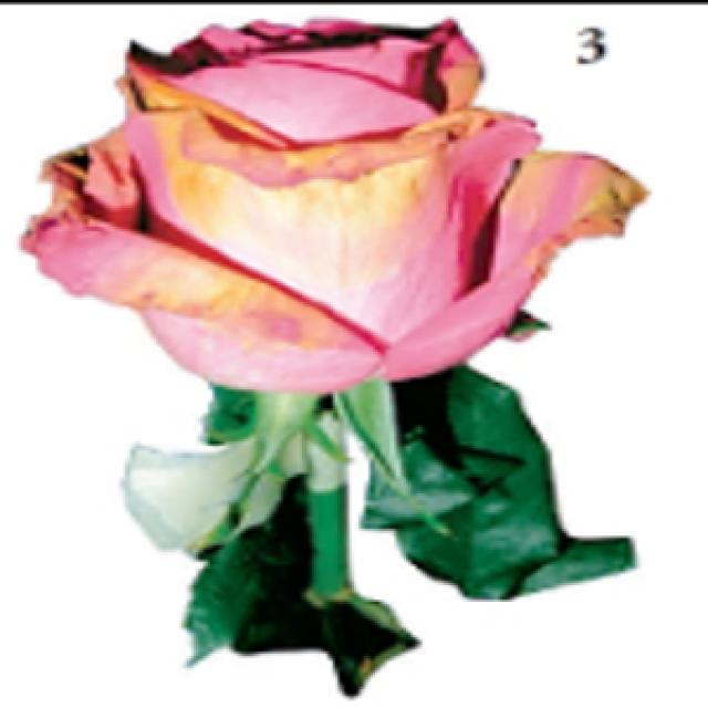 FLOWER AND PLANT DISEASES Object Detection Dataset and Pre-Trained Model by MINIPROJECT