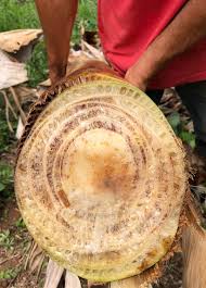 Custom Workflow Object Detection Object Detection Dataset by new-workspace-iscym