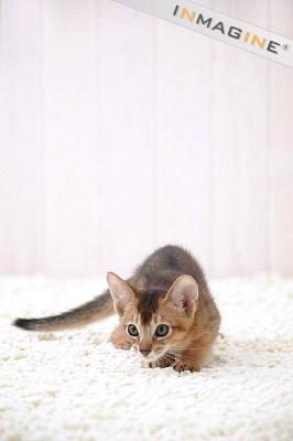 Dog Cat Object detect Object Detection Model by BMG VN