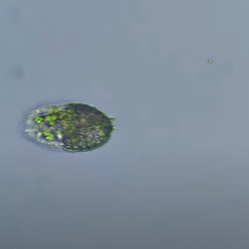Nile Tilapia Parasite Object Detection Dataset by missjen