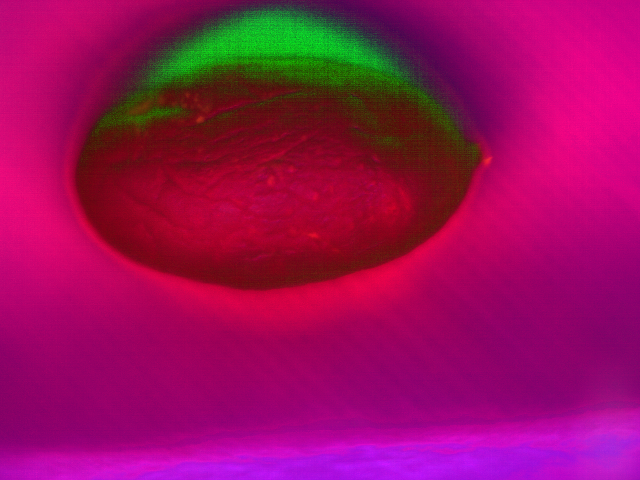 Potato_defects Semantic Segmentation Dataset by test