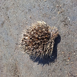 How to Use the Palm Oil Fruit Object Detection Object Detection API