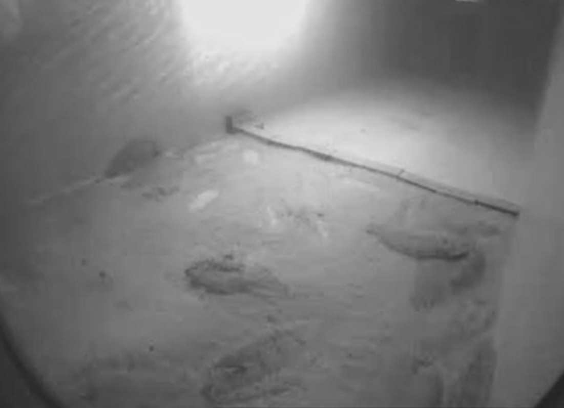 Static-behaviour - part 2 Object Detection Dataset by Senegale sole reproductive behaviours