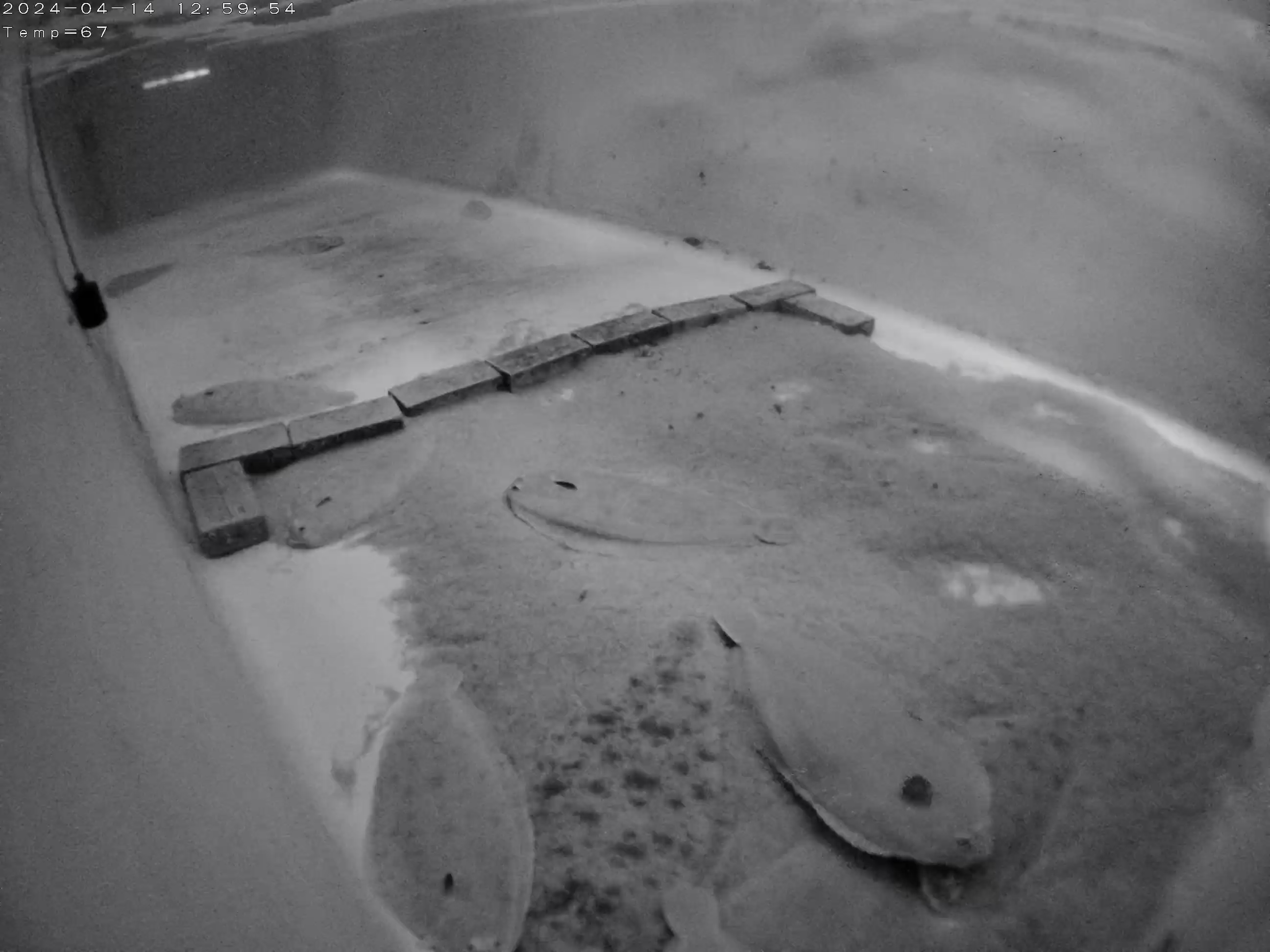 Sole Behaviour Rth 2024 Object Detection Dataset V1 2024 07 03 11 08am By Urv