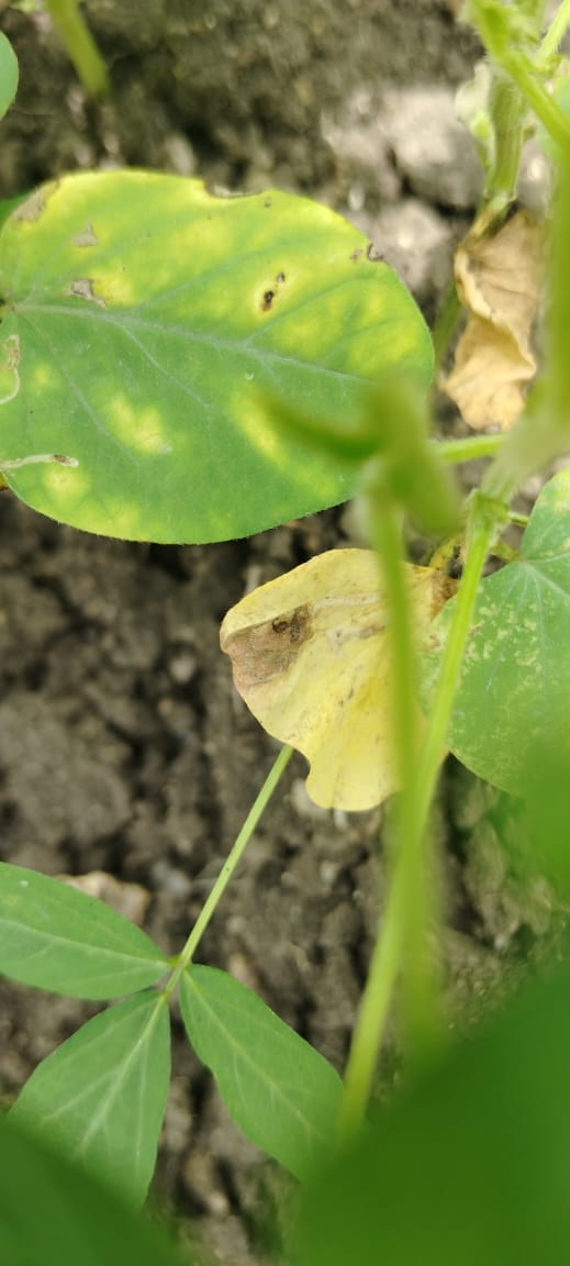 Soybean_diseases Object Detection Dataset by Soyabeanleafdisease