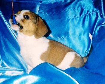 Choon Hong Yeoh (choon-hong-yeoh-stvzh) - Roboflow Universe