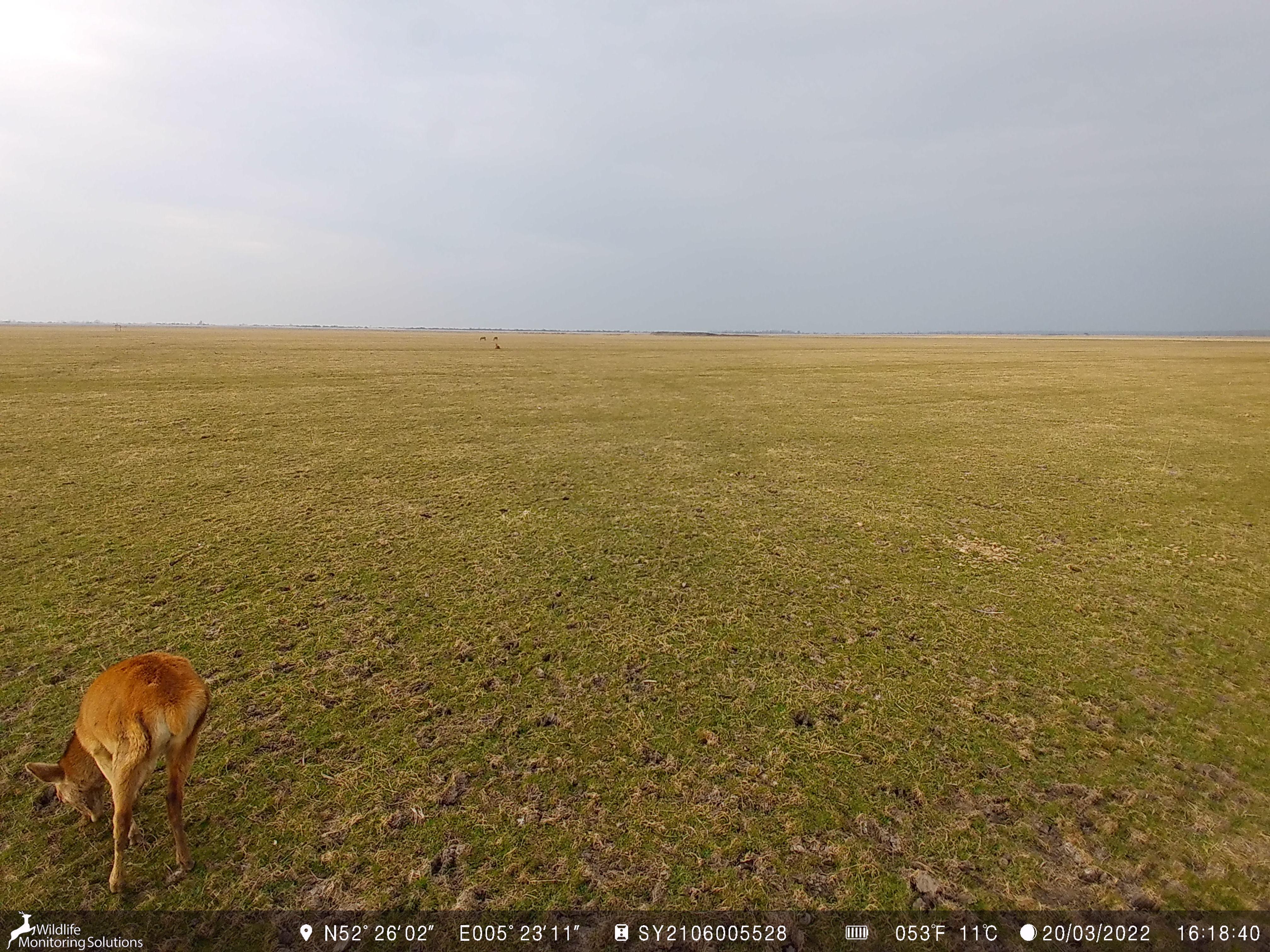 Dog breeds Computer Vision Dataset by AAI