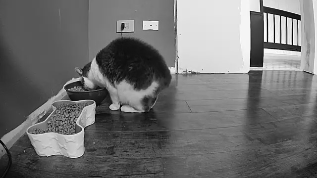 Cat Detect Object Detection Dataset by Cats