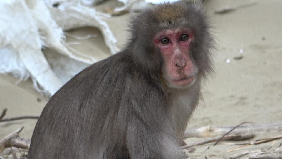 Macaques Object Detection Dataset By Saru Plus