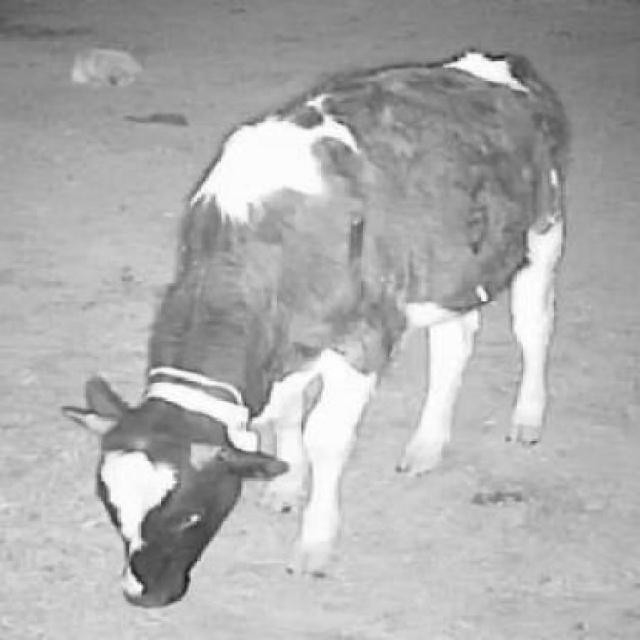 Cattle Detection Object Detection Dataset And Pre Trained Model By