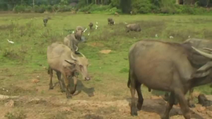 Cow Detection Object Detection Dataset And Pre Trained Model By Cattle