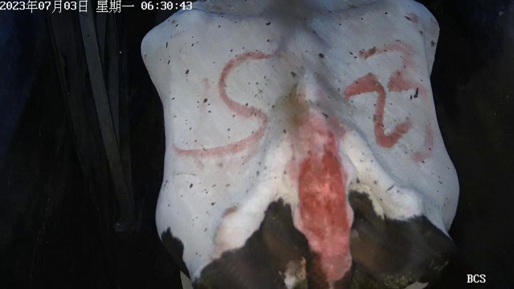 Cattle Instance Segmentation Dataset By Cattle