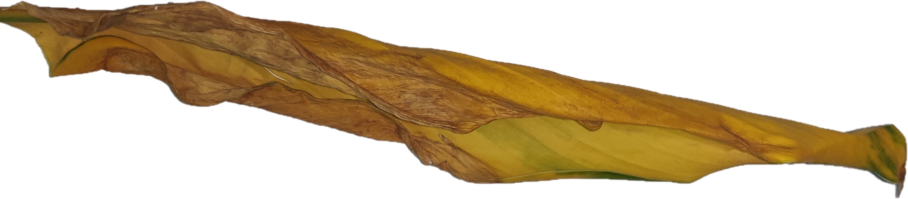 Leaf (leaf-r2dde) - Roboflow Universe