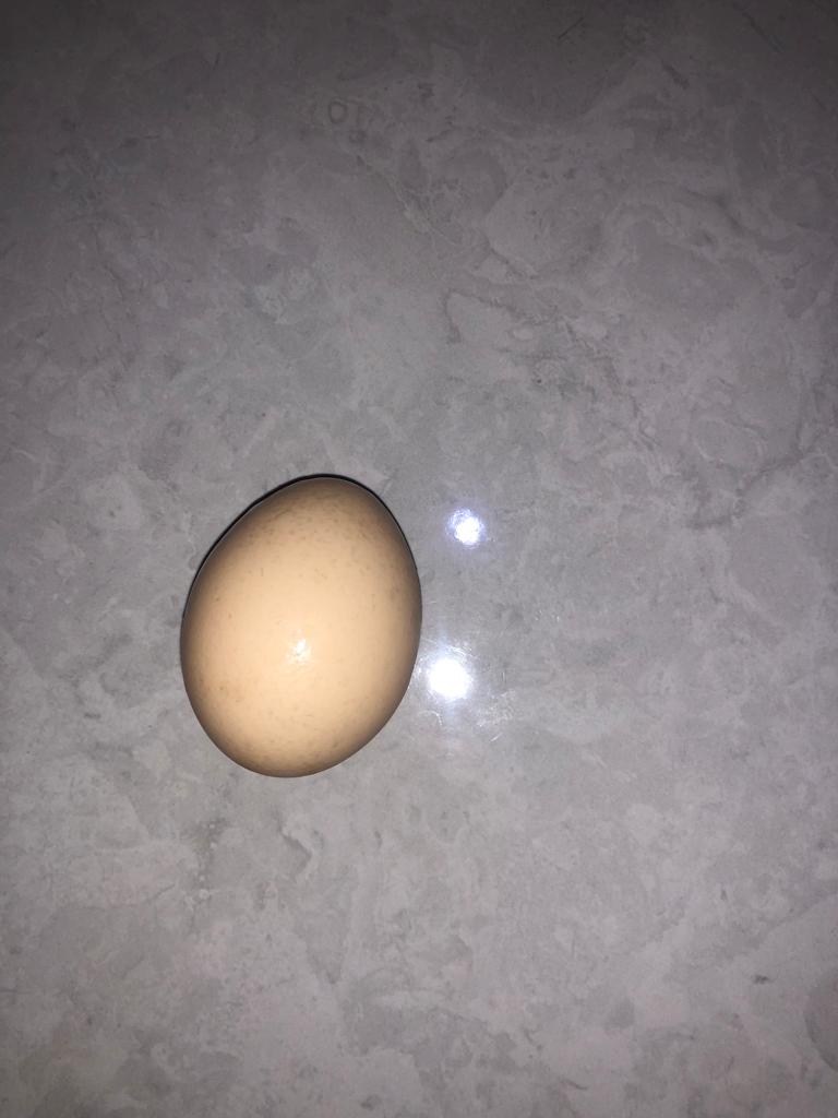 Deteksi Telur Object Detection Model By Anggita