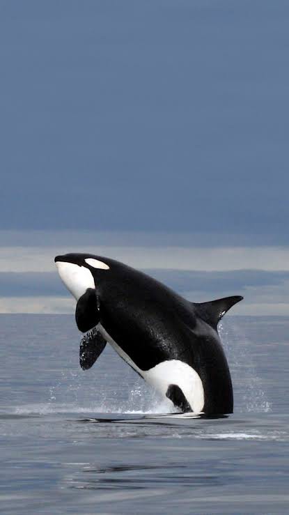 Project Final Object Detection Dataset and Pre-Trained Model by Project