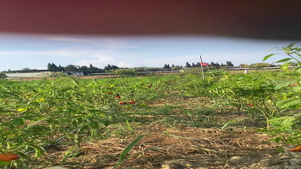 paths_within_crops_detection Instance Segmentation Dataset and Pre-Trained Model by tempworkspace