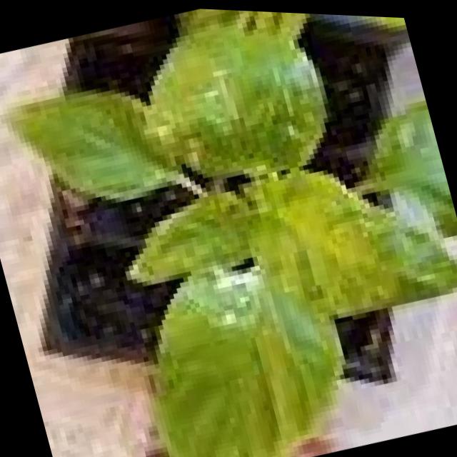 yellow Classification Dataset by leaf