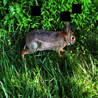 DL - Rabbit Object Detection Dataset by DL