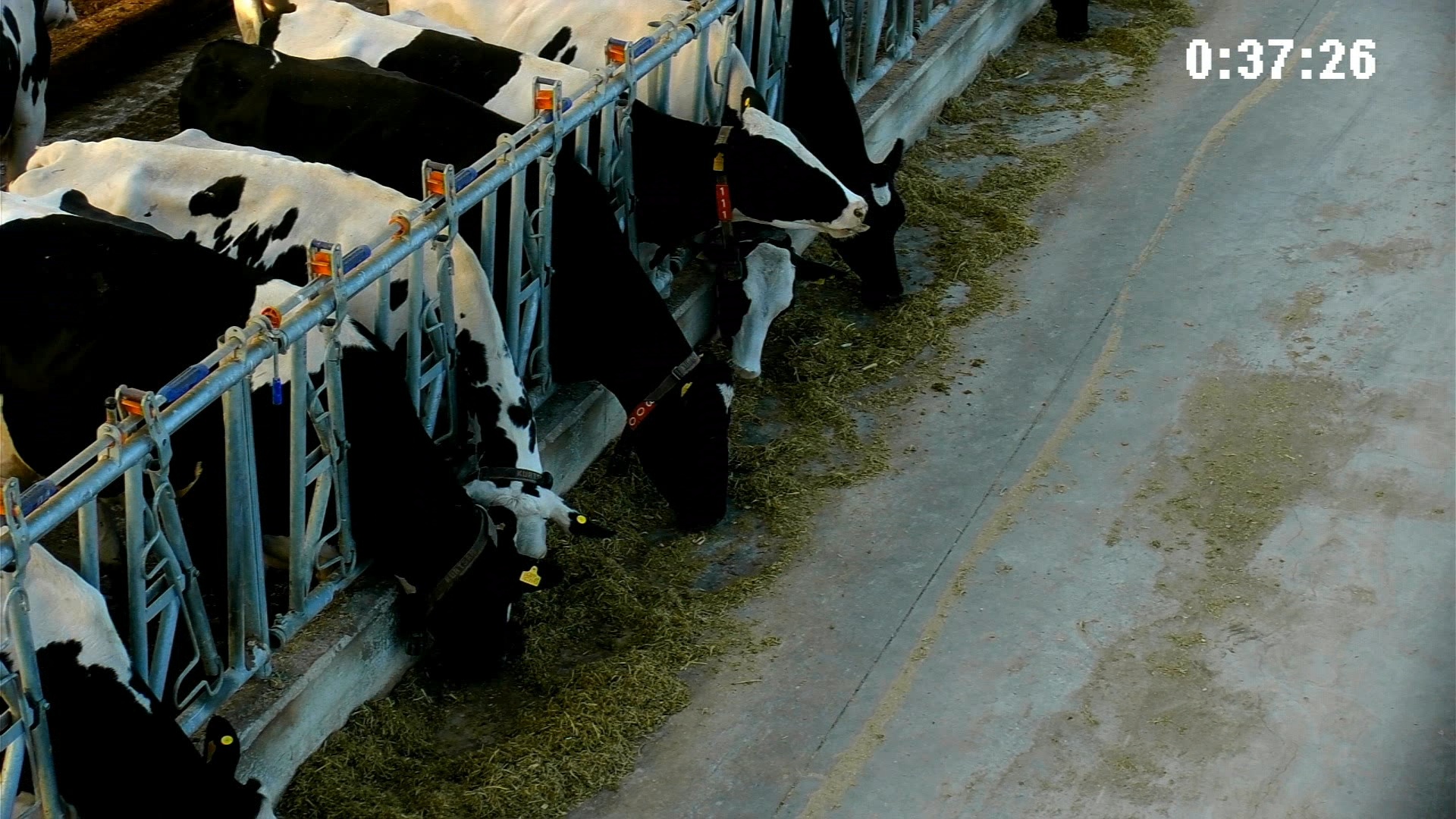 cow Object Detection Dataset by numerator