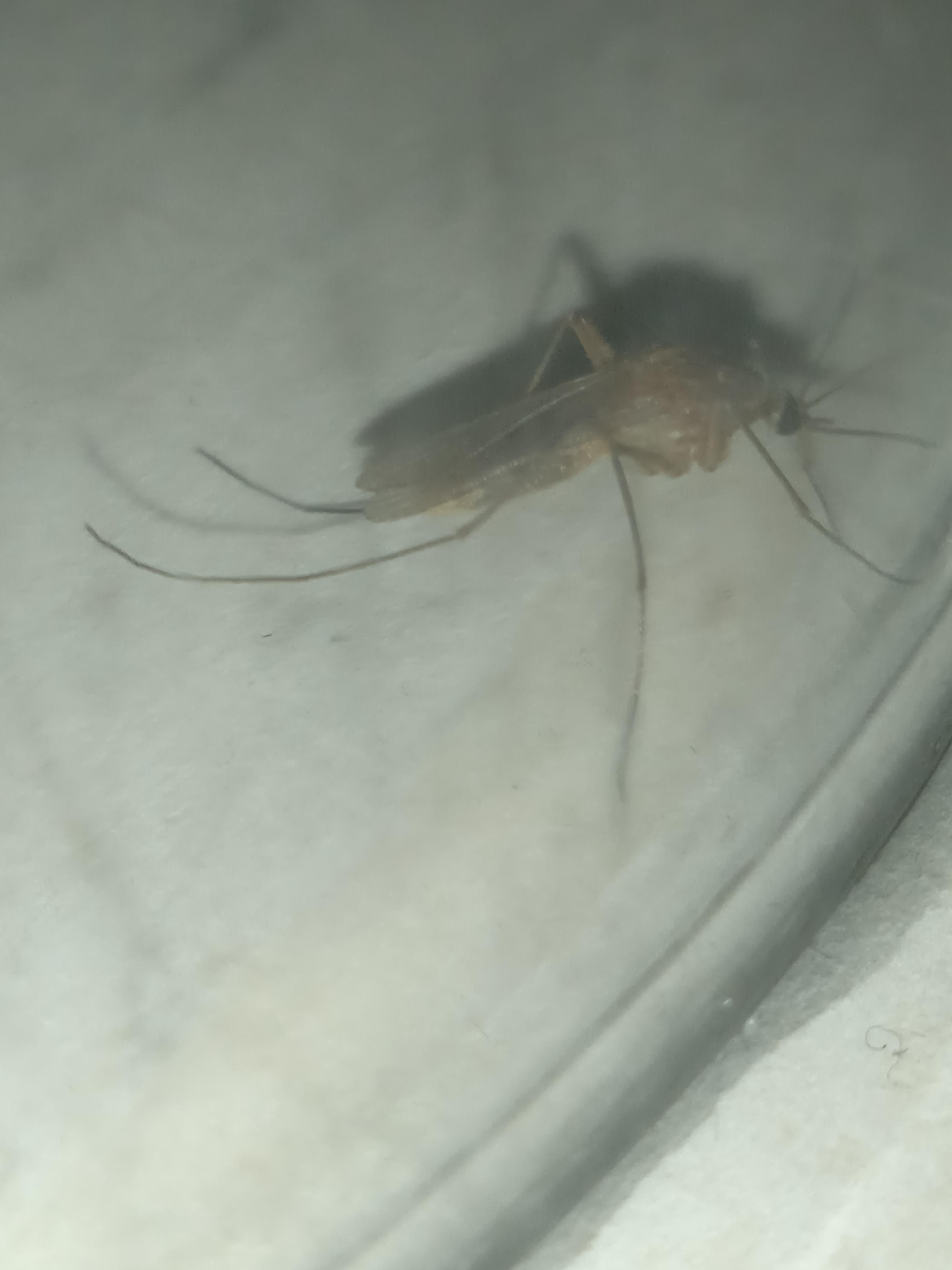 Mosquito Test Dataset Object Detection Dataset By Mosquitos