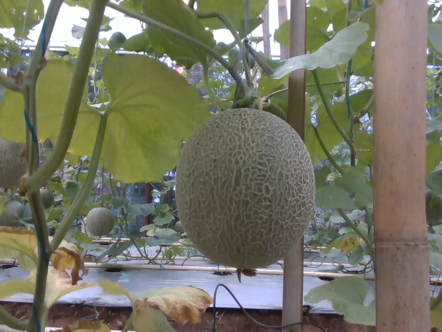 melon 2 Instance Segmentation Dataset by school