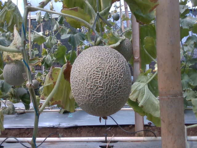 melon detected Instance Segmentation Dataset by school