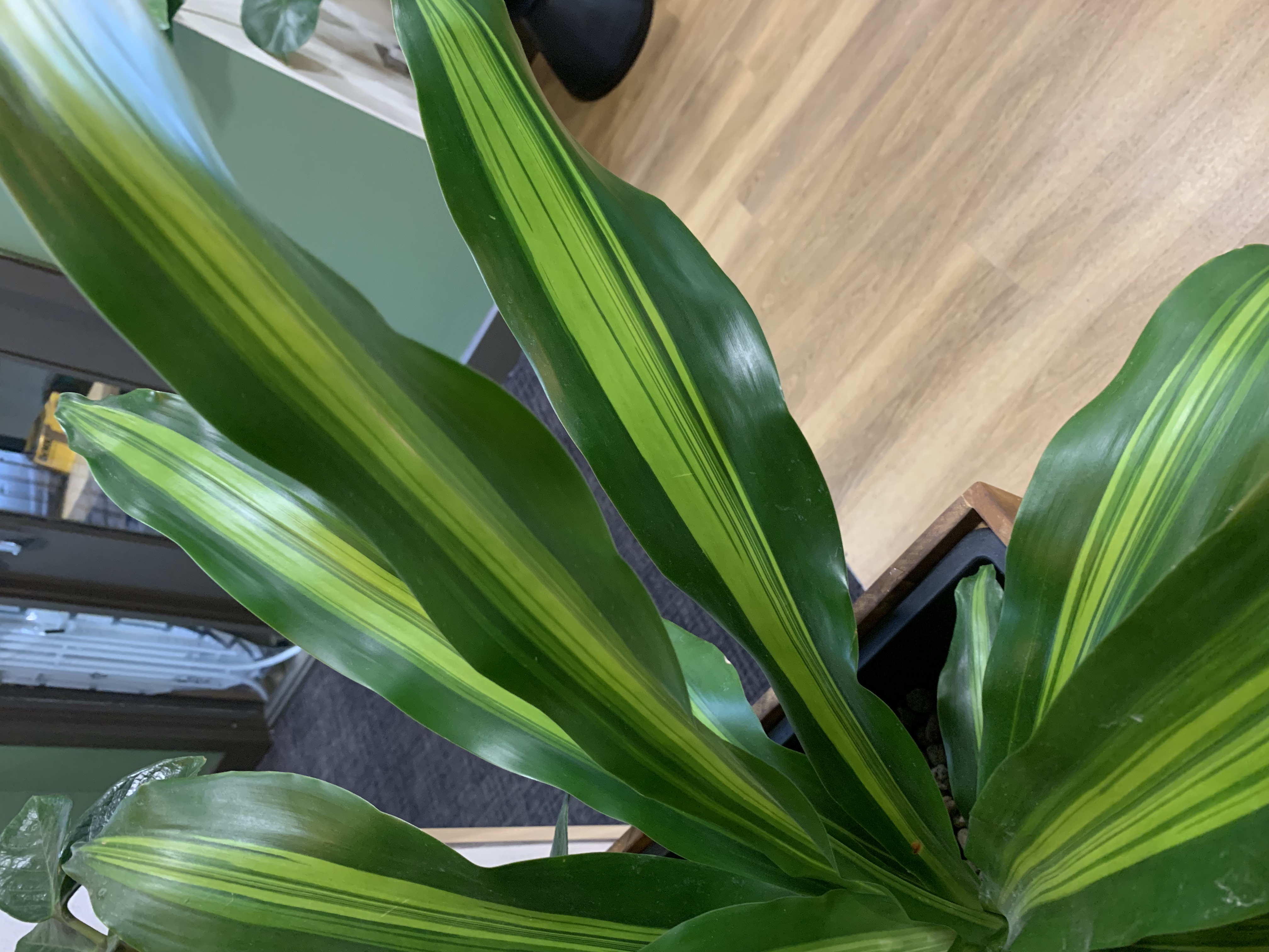 Corn-Plant Classification Dataset by plantid