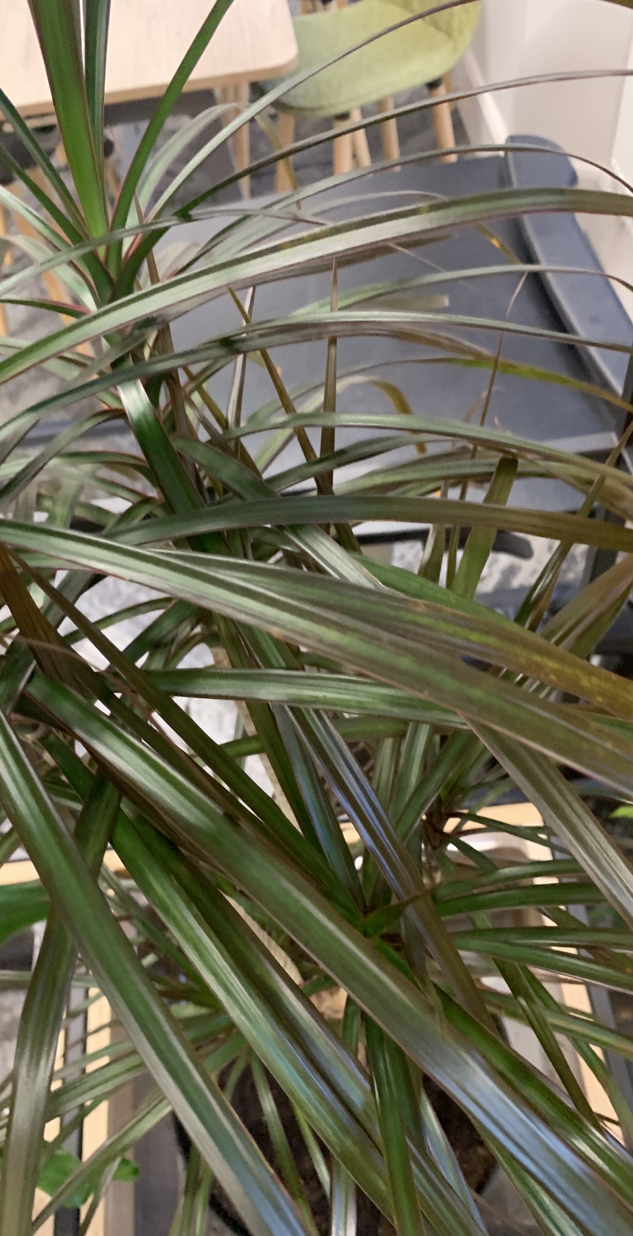 Dragon Tree Classification Dataset by plantid