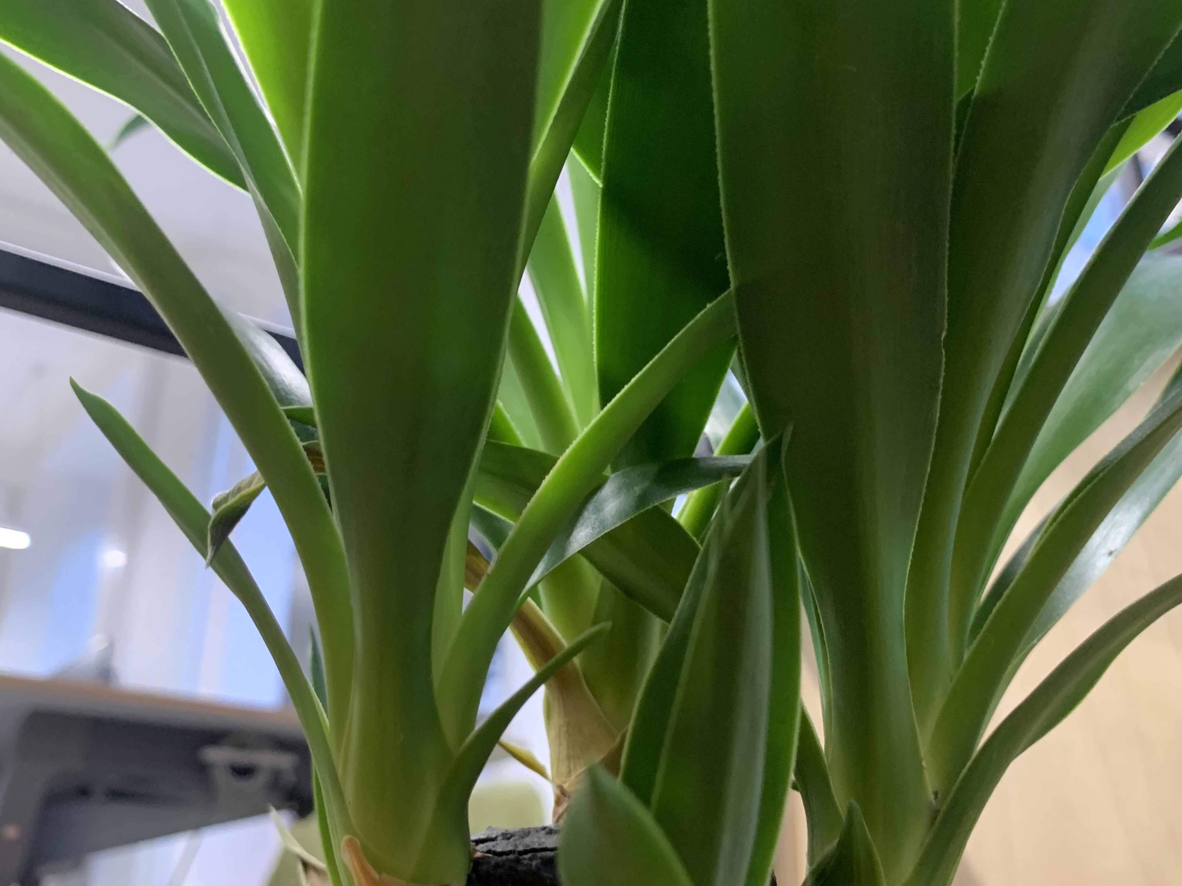 Spineless Yucca Classification Dataset by plantid