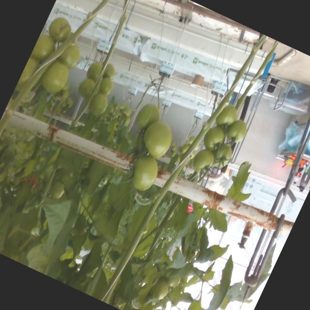 Greenhouse Tomato Object Detection Model by Greenhouse Thesis Project