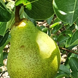 Segmentation Dataset Instance Segmentation Dataset by Ibrahims Projects