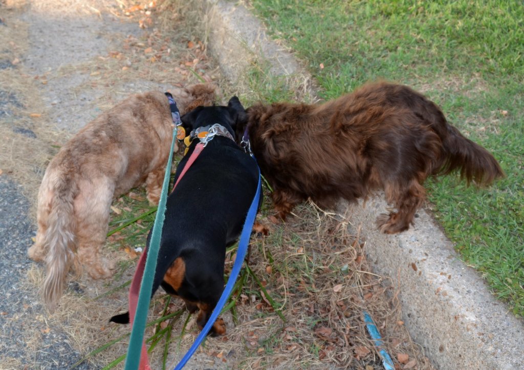 Dog Identification Object Detection Model by OPENCVDVS