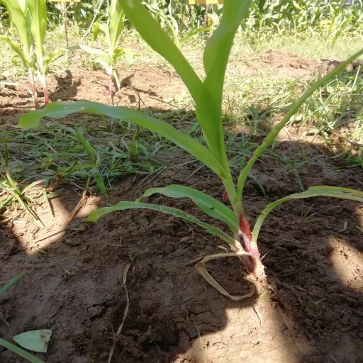 Maize Weed Dataset Object Detection Dataset By Objectdetection