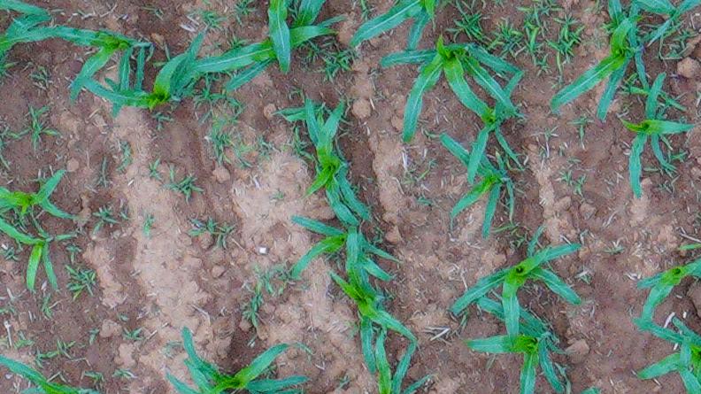 Maize Weed Detection Object Detection Dataset By Objectdetection