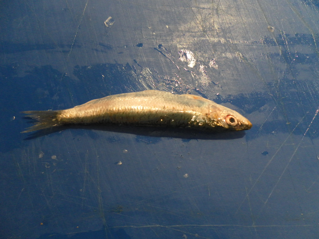 Proyectos - Roboflow Universe