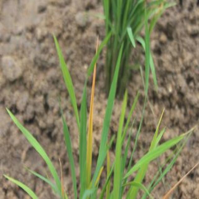 rice Object Detection Dataset by rice leaf disease