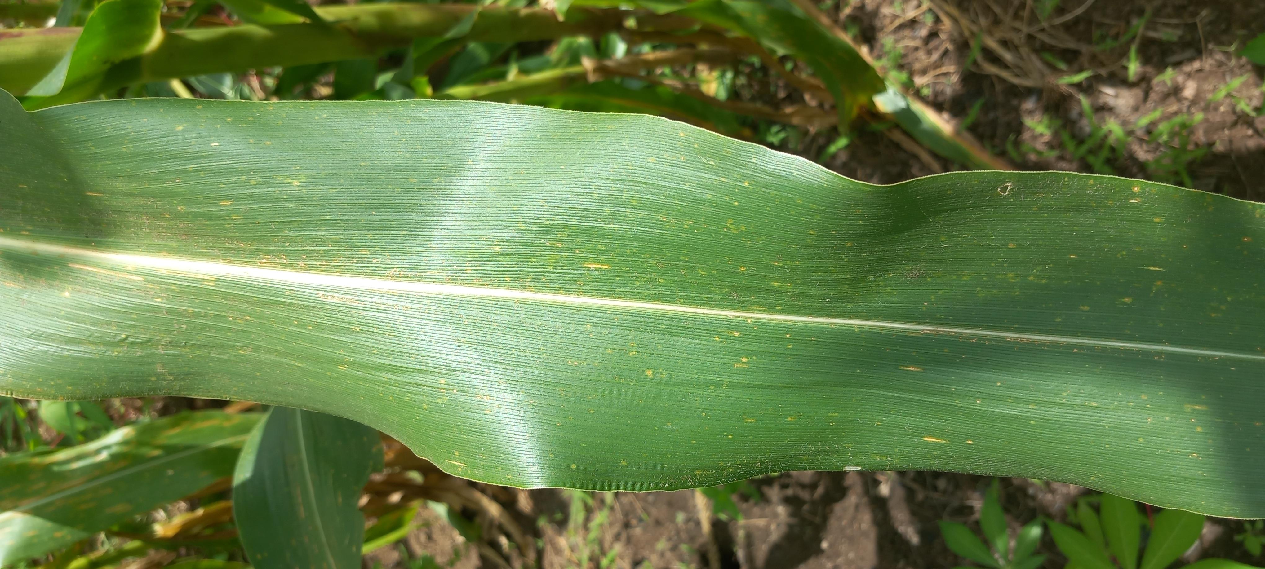 Corn Diseases detection Object Detection Model by Corn Diseases