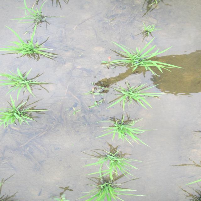 Weed Detection Object Detection Dataset By Weed Detection