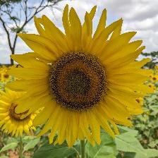 flower_dataset Object Detection Dataset by Project