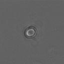 fyp (fyp-sx9x3) - Roboflow Universe