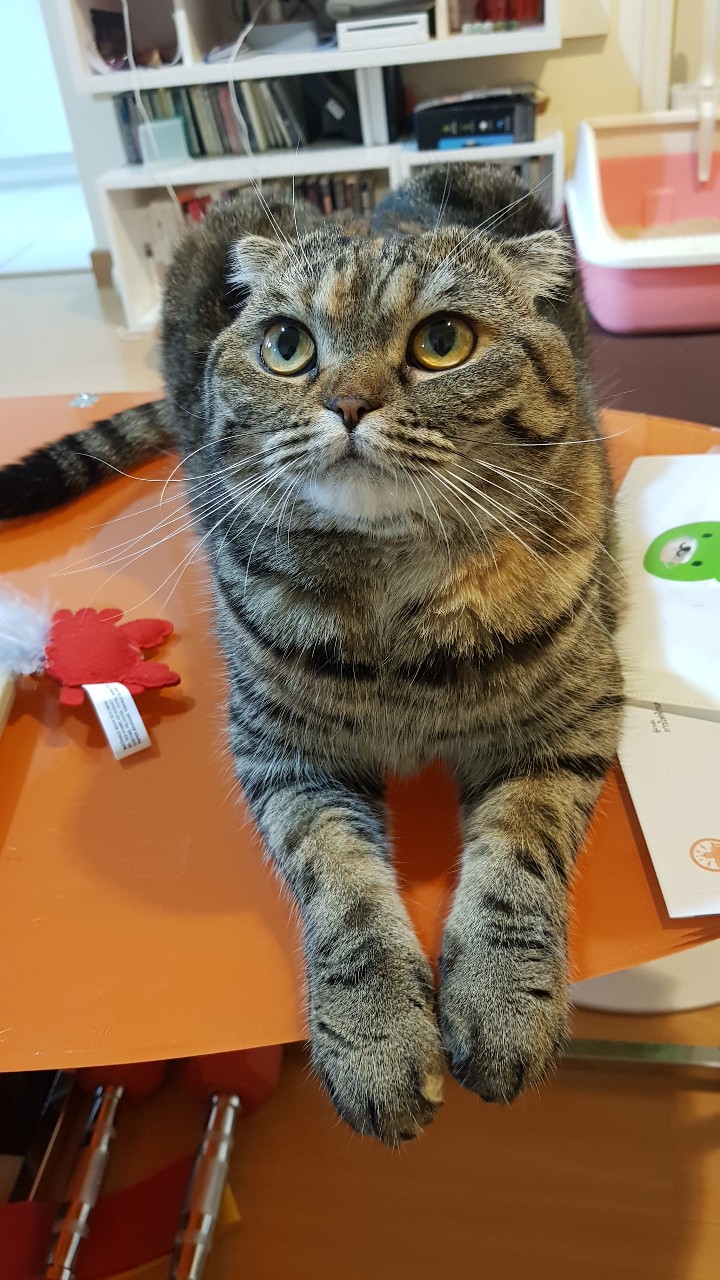 find my cat Object Detection Model by MBC AI