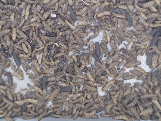 maggot - Roboflow Universe