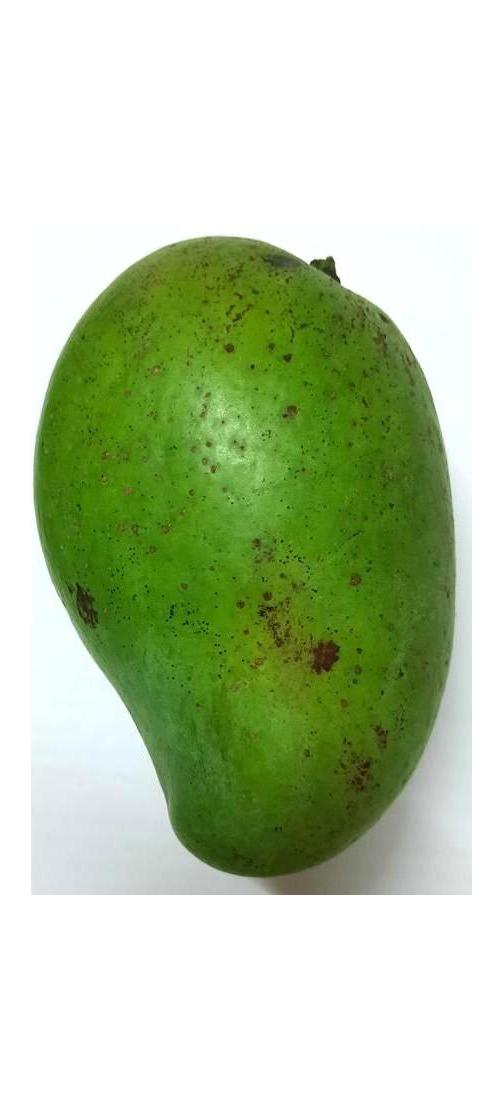 Mango Classification Classification Dataset By Mangobd