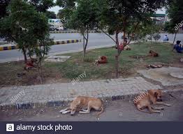 Accurate images of stray dogs Object Detection Dataset by zz