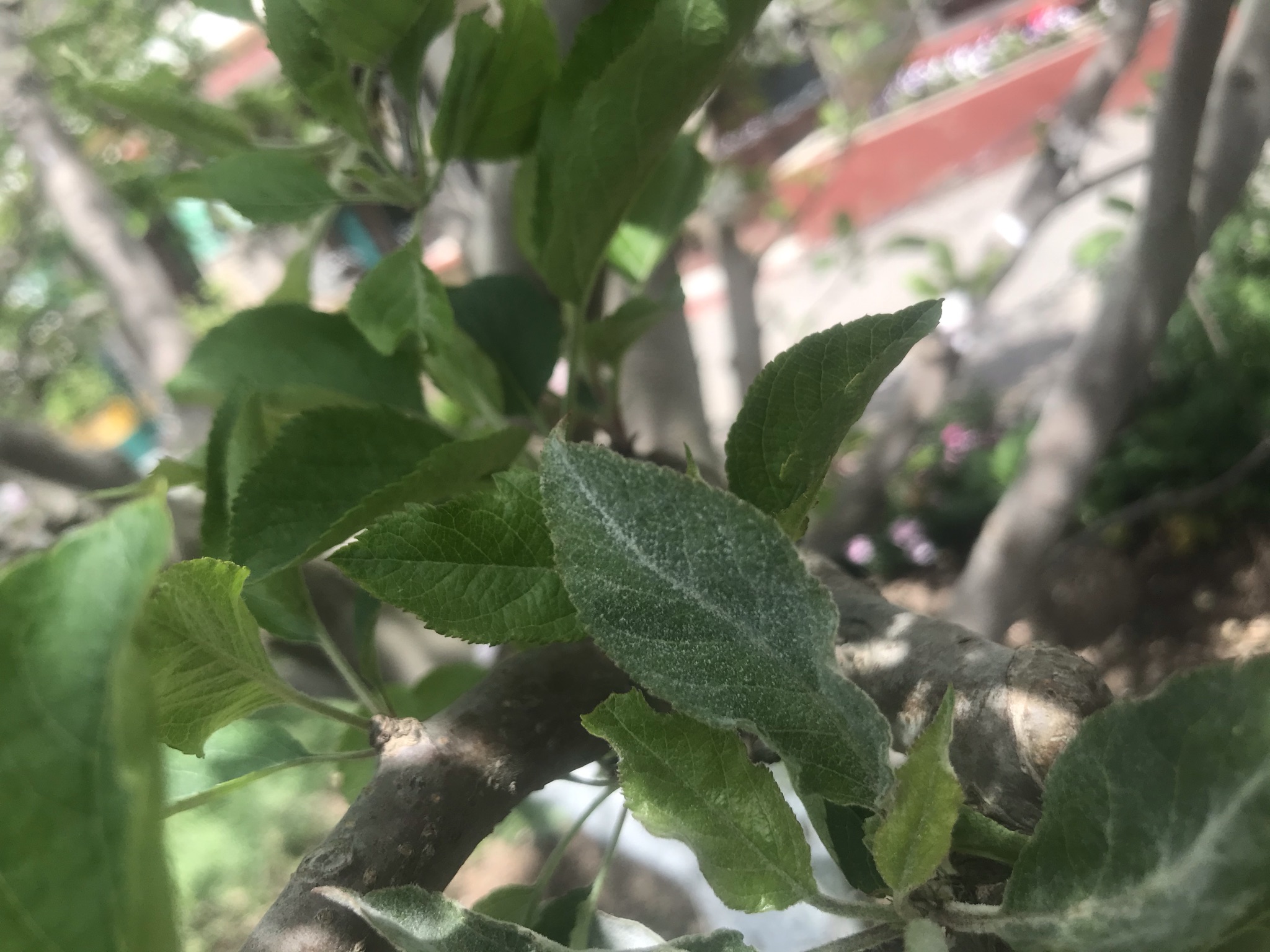 Apple_Disease_detection Object Detection Dataset by Sparsh Mehta