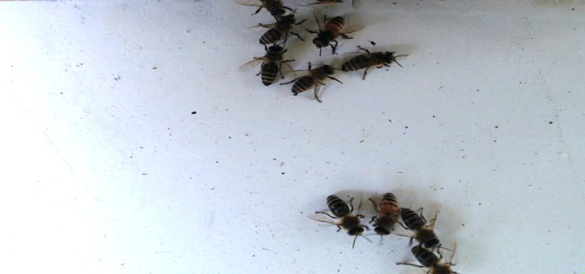 Bee Counting Object Detection Dataset And Pre Trained Model By Beecounting