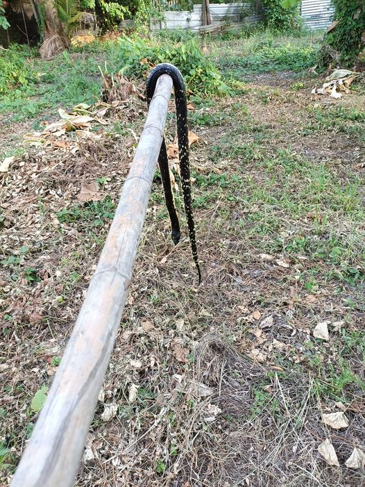 Snake_03 Object Detection Dataset by pear